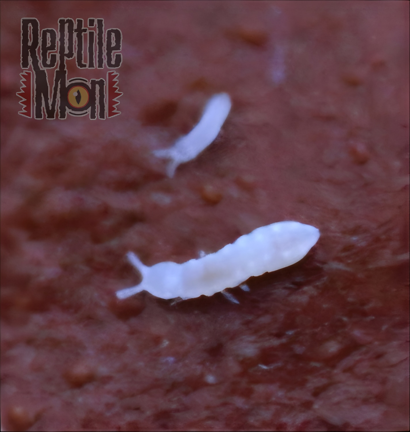 Little Soil Springtails