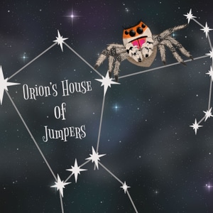 Orion's House Of Jumpers - MorphMarket