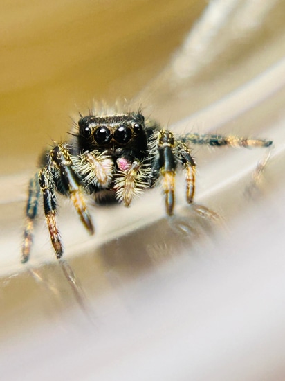 P. Regius Regal Jumping Spiderlings by Orion's House Of Jumpers