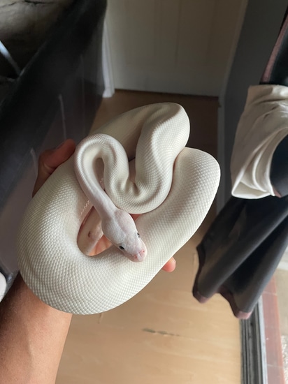Super Fire Ball Python by Tony’s Pythons