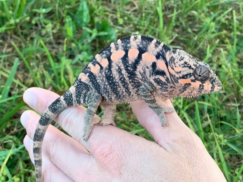 Female Nosy Be Cross Panther Chameleon by Orlando Chameleons - MorphMarket