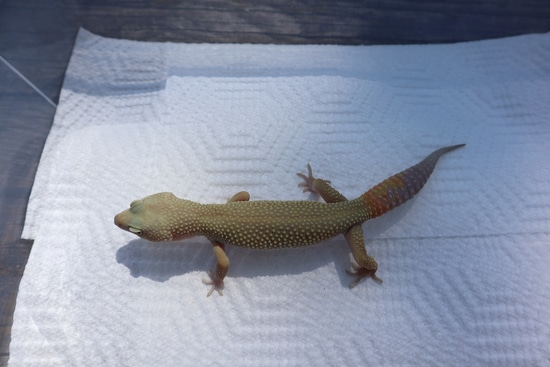 Murphy's Patternless Het Tremper Albino Leopard Gecko by Orner Exotics