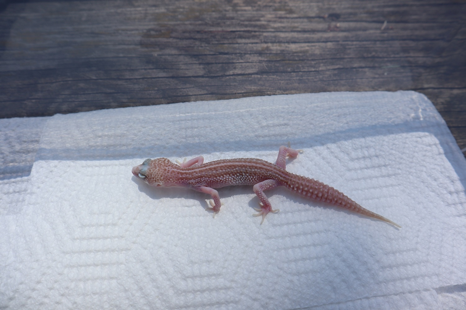 Mack Super RAPTOR Leopard Gecko by Orner Exotics - MorphMarket