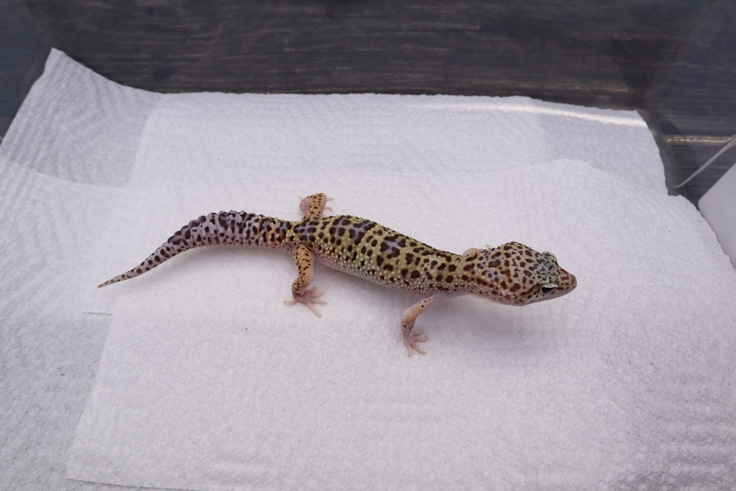 Mack Snow Eclipse 66% Het Tremper Albino Leopard Gecko by Orner Exotics ...