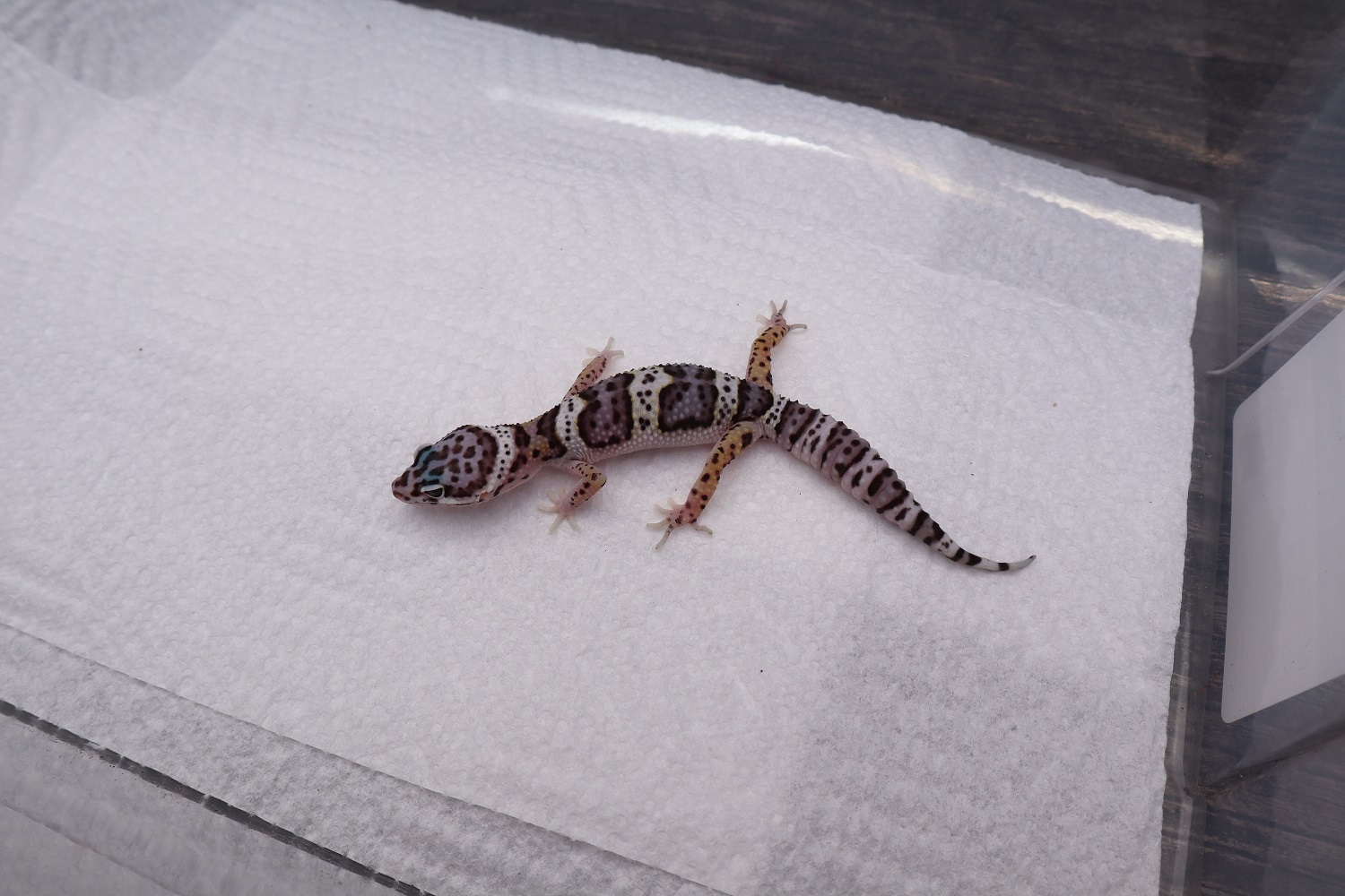 GEM Snow Het Bell Albino & Eclipse Leopard Gecko by Orner Exotics ...