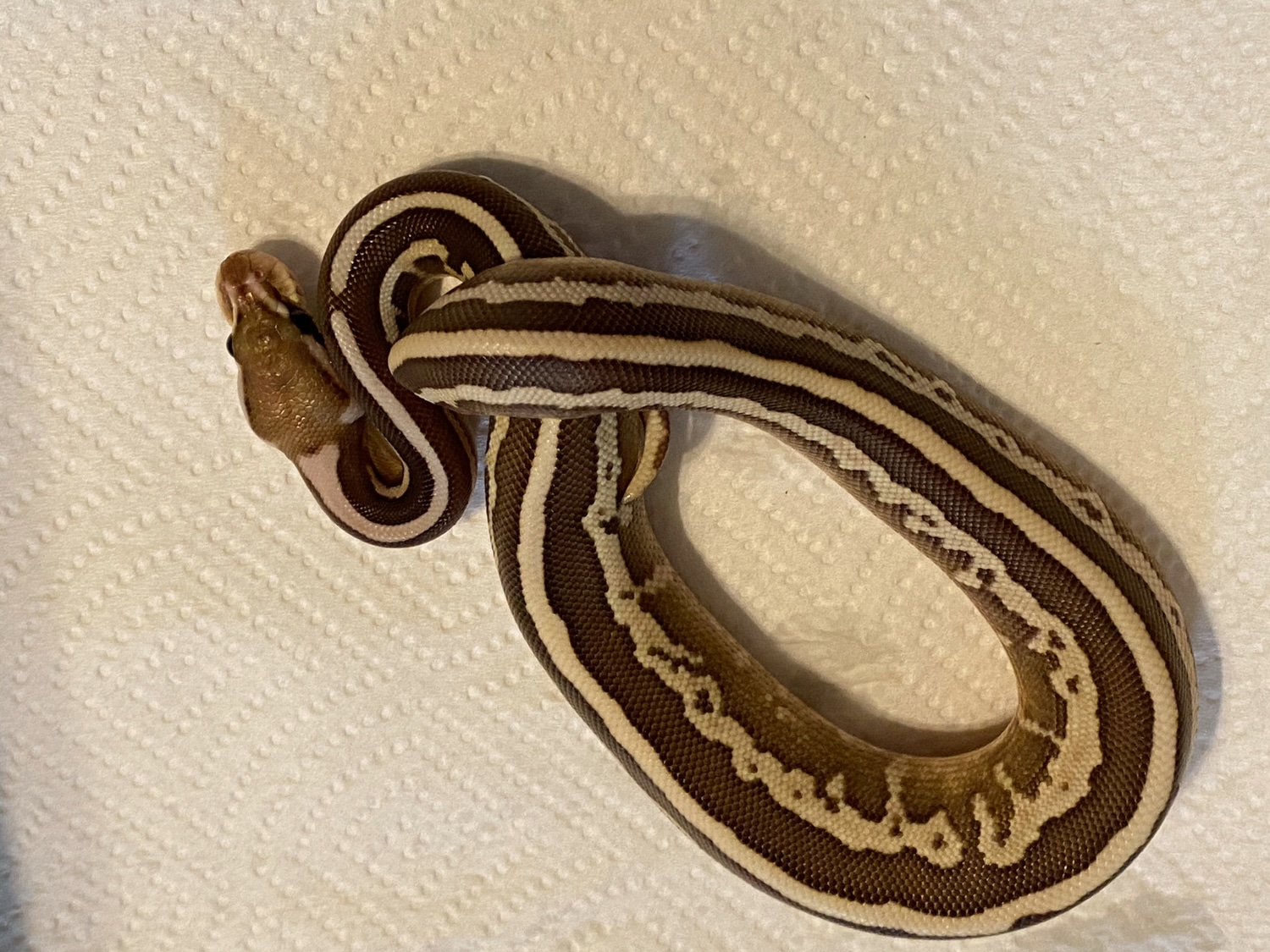 Black Pastel Lesser Leopard Ball Python by Nathan’s pythons - MorphMarket