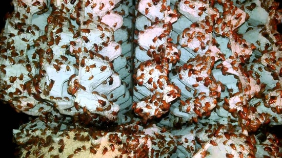 100 Red Runner Mixed Nymphs More Invertebrate by Scorpion kingdom