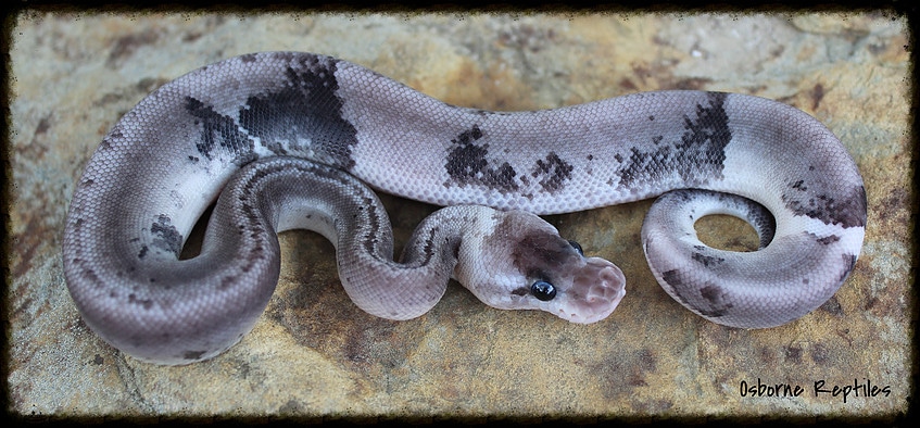 Urban Camo Silver Bullet 50% Het Pied Ball Python by Osborne Reptiles ...