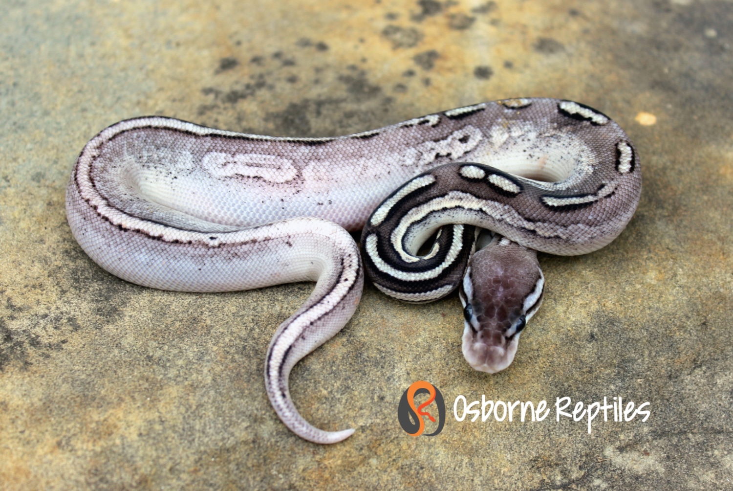 Pewter Sugar 50% Het Pied Possible YB Possible Sandblast Ball Python by ...