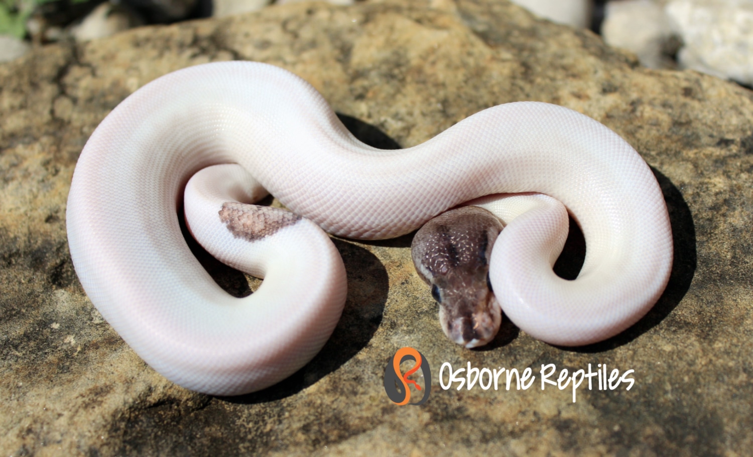 Pewter Pied Possible Sandblast Ball Python by Osborne Reptiles ...