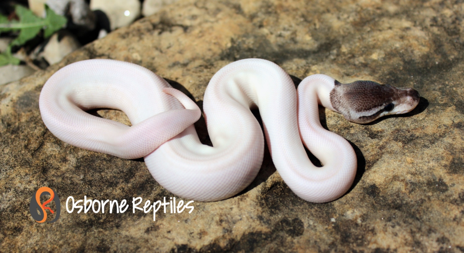 Pewter Pied Possible Sandblast Ball Python by Osborne Reptiles ...