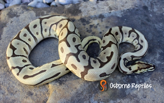 Leopard Mojave Spider Ball Python by Osborne Reptiles