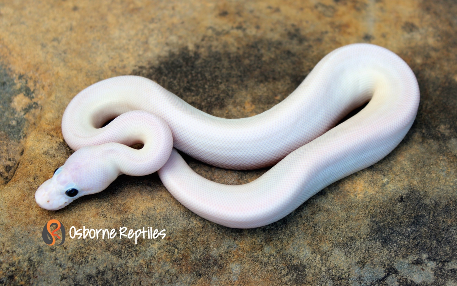 BREEDER White Panda Pied Possible Sandblast Possible Mojave Possible ...