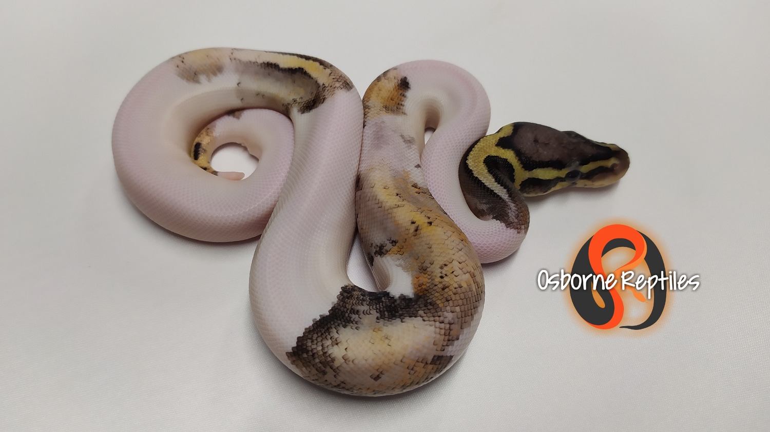 Sandblast Killer Pied Ball Python by Osborne Reptiles - MorphMarket
