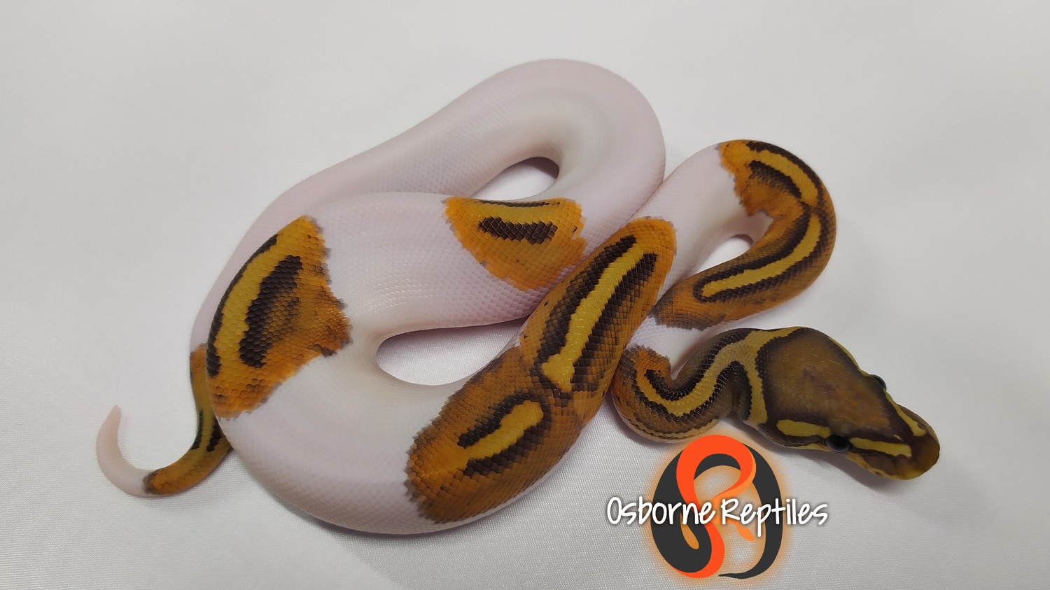 Ghost Pied Ball Python by Osborne Reptiles - MorphMarket
