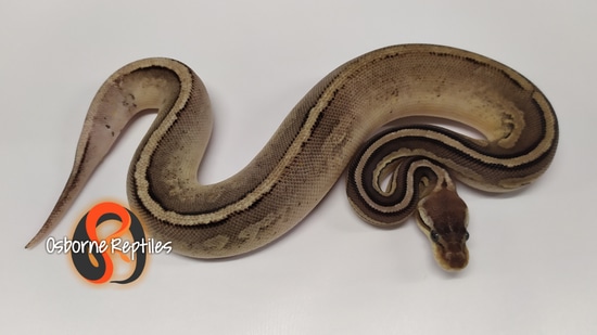 Sandblast Pewter 66% Het Pied Ball Python by Osborne Reptiles
