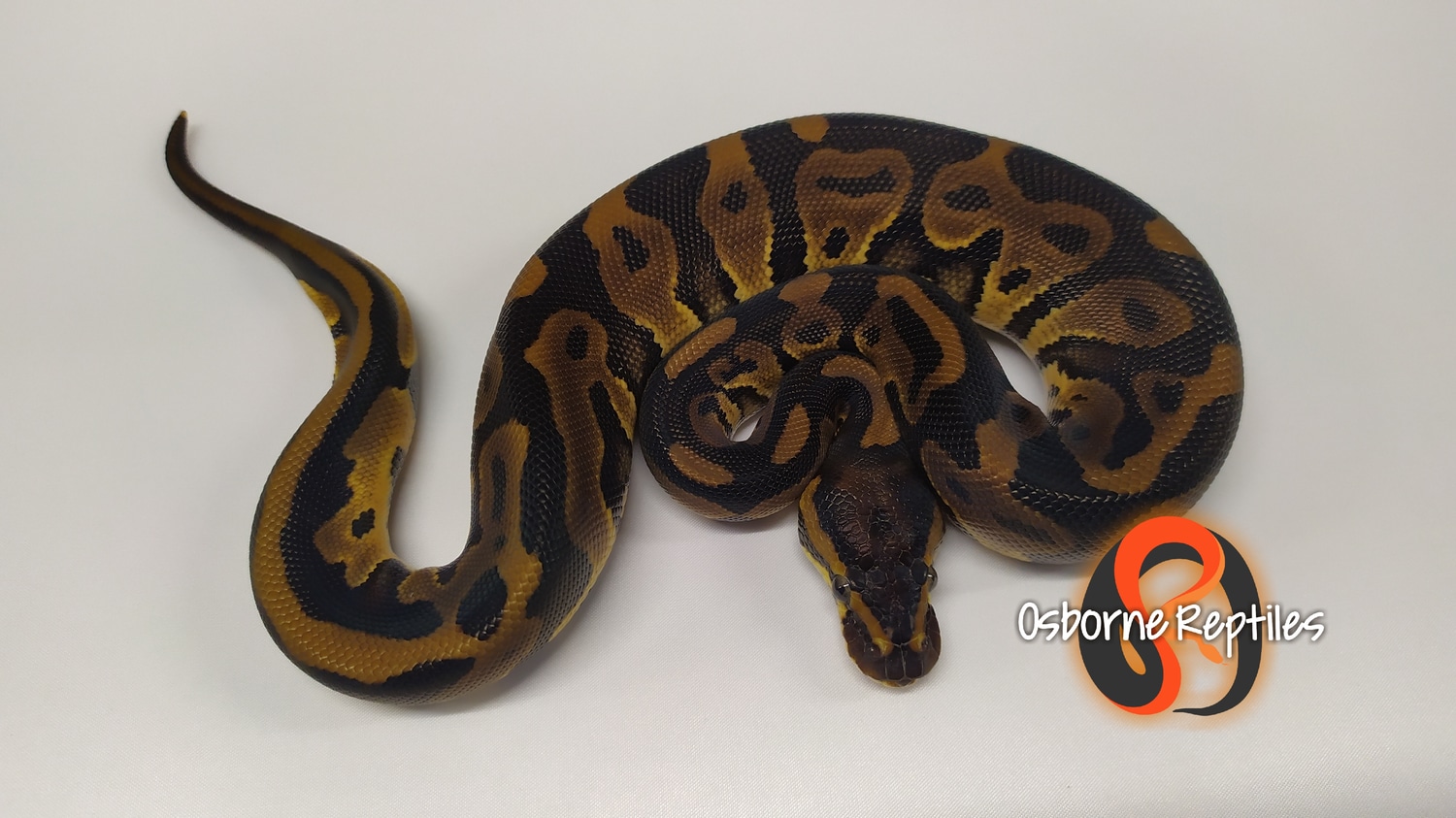 Leopard Double Het VPI Axanthic Pied Ball Python by Osborne Reptiles ...