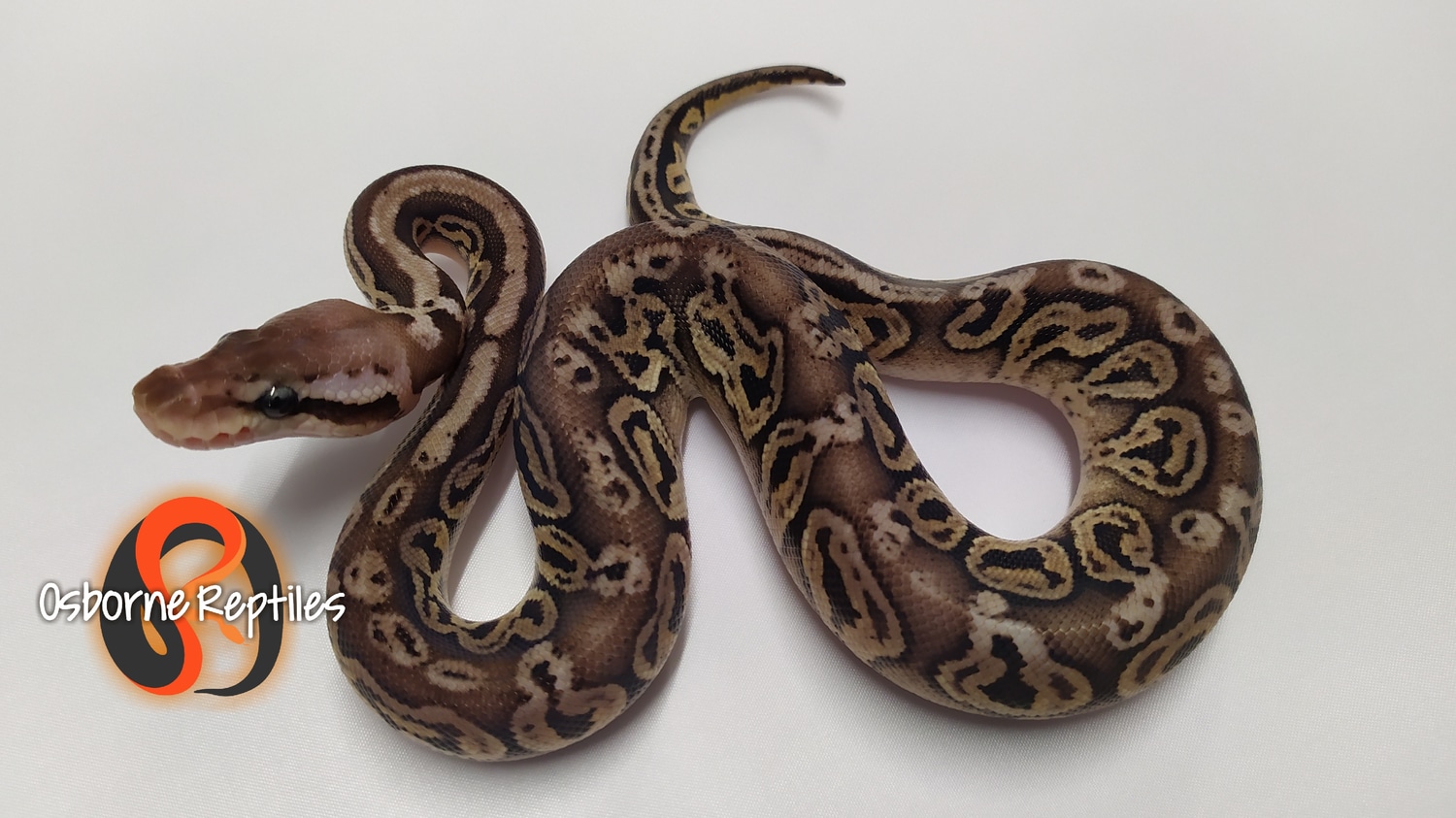 Black Pewter Het Clown Ball Python by Osborne Reptiles - MorphMarket