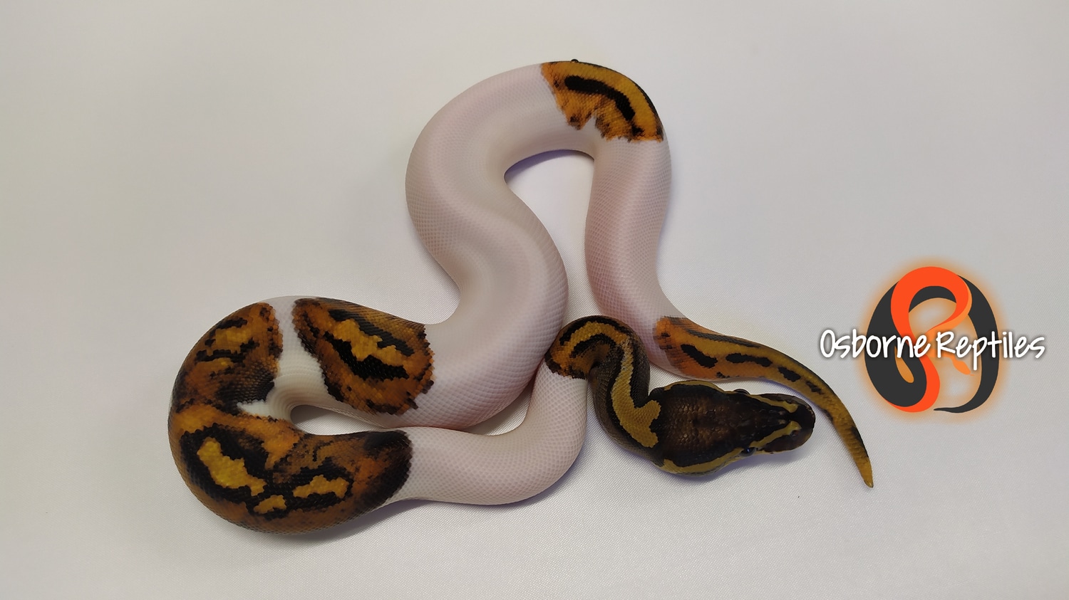 Panther Pied Ball Python by Osborne Reptiles - MorphMarket