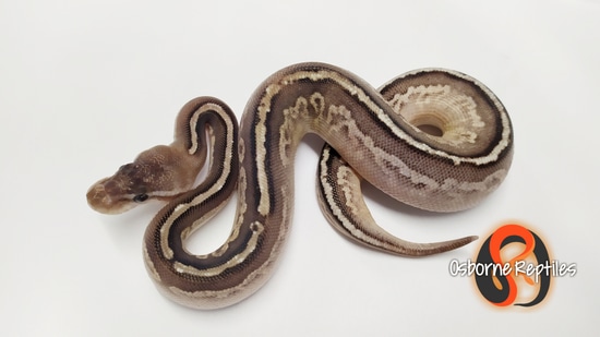 Cypress Pewter Het Pied Possible Sandblast Ball Python by Osborne Reptiles