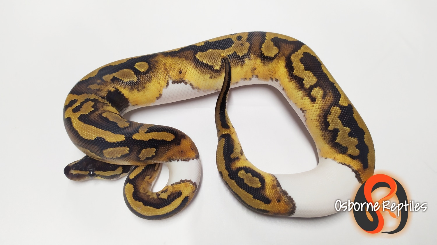 Paradox Cypress Pied Ball Python by Osborne Reptiles - MorphMarket