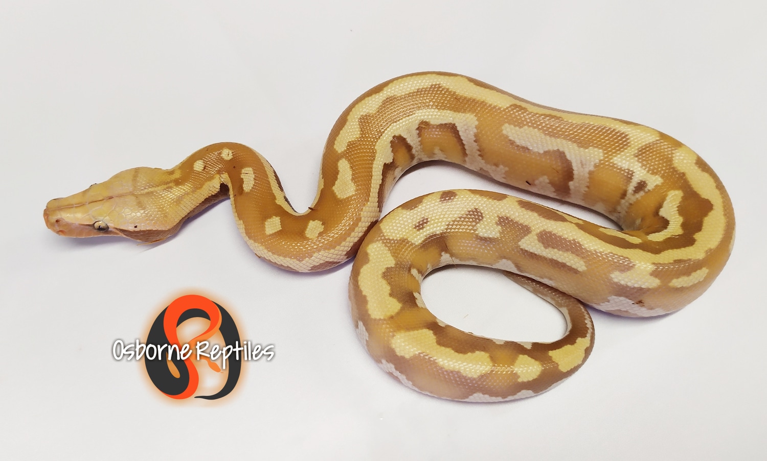 T+ Albino Blood Python by Osborne Reptiles - MorphMarket