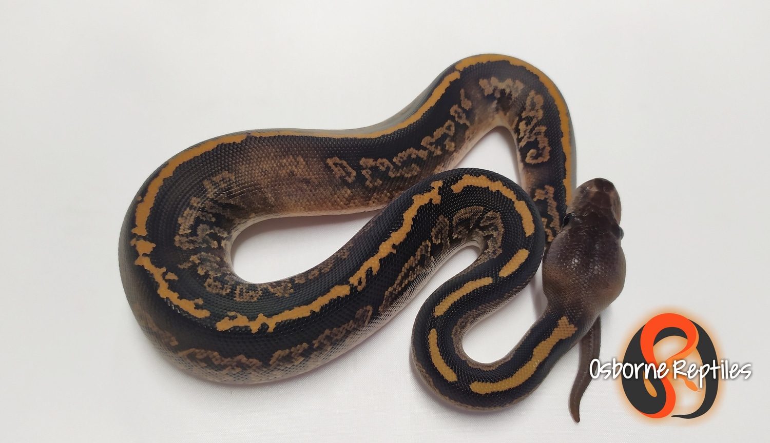 Mahogany Black Pastel Het Pied Ball Python by Osborne Reptiles ...