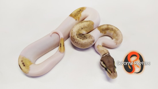 Pastave Pied Ball Python by Osborne Reptiles