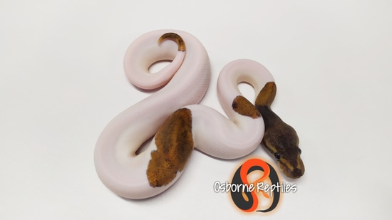 Mahogany Mystic Pied Ball Python by Osborne Reptiles