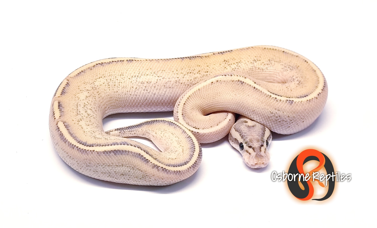 Puma Ball Python by Osborne Reptiles - MorphMarket