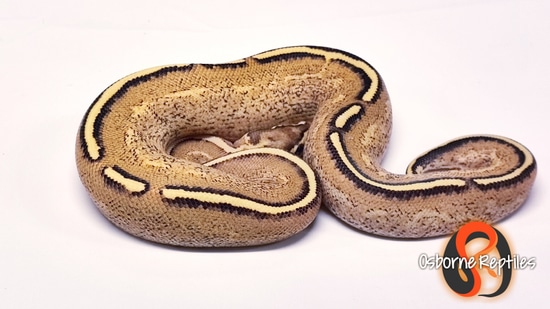 Gravel Spark Ball Python by Osborne Reptiles