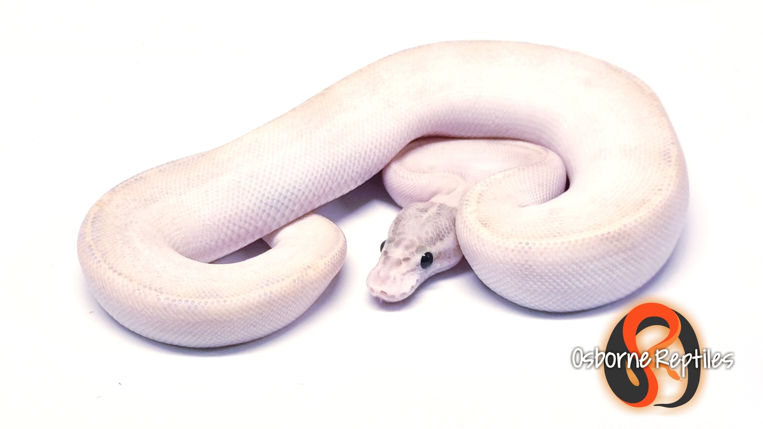 Pastel Puma Ball Python by Osborne Reptiles - MorphMarket