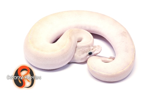 Pastel Puma Ball Python by Osborne Reptiles