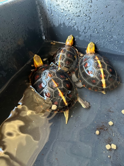 Trio Of Chinese Box Turtles by Reptile fiend