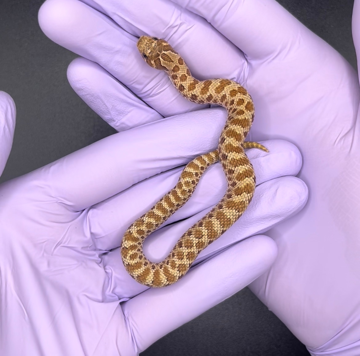 Normal Het Albino Female Western Hognose by Queen City Hognose ...