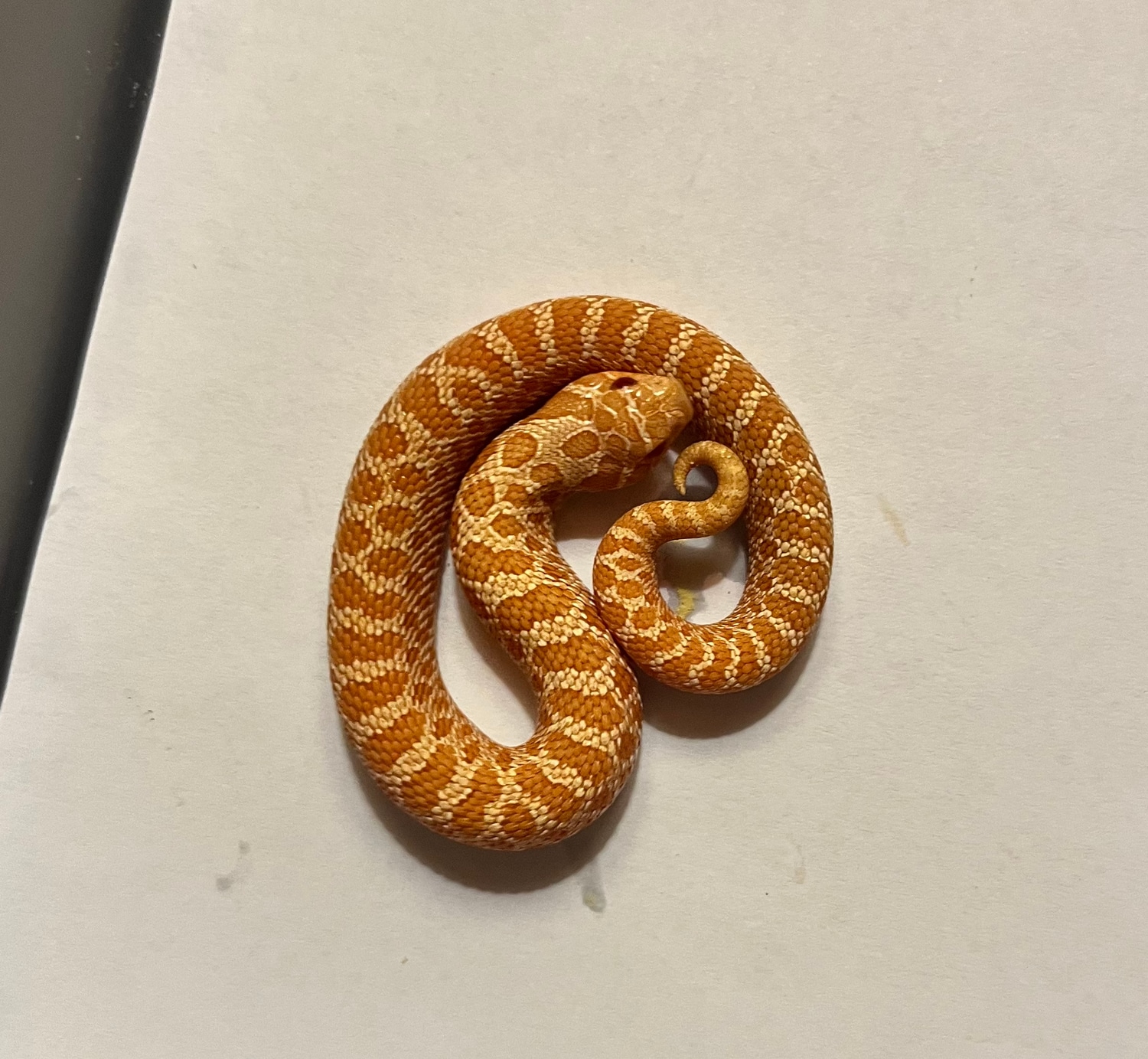 Albino Female Western Hognose by Queen City Hognose - MorphMarket