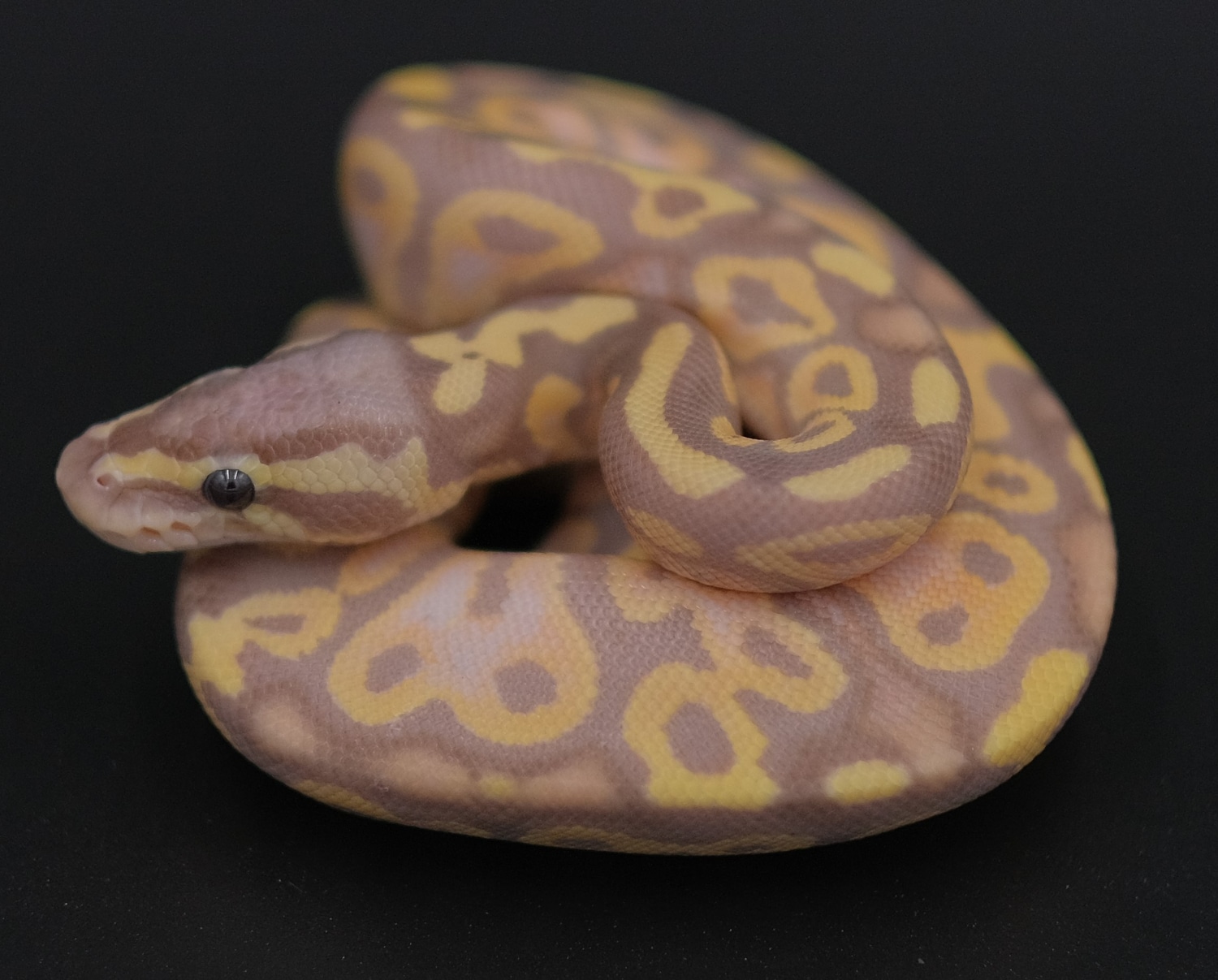 Banana Pastel Ball Python by KSO Reptiles - MorphMarket
