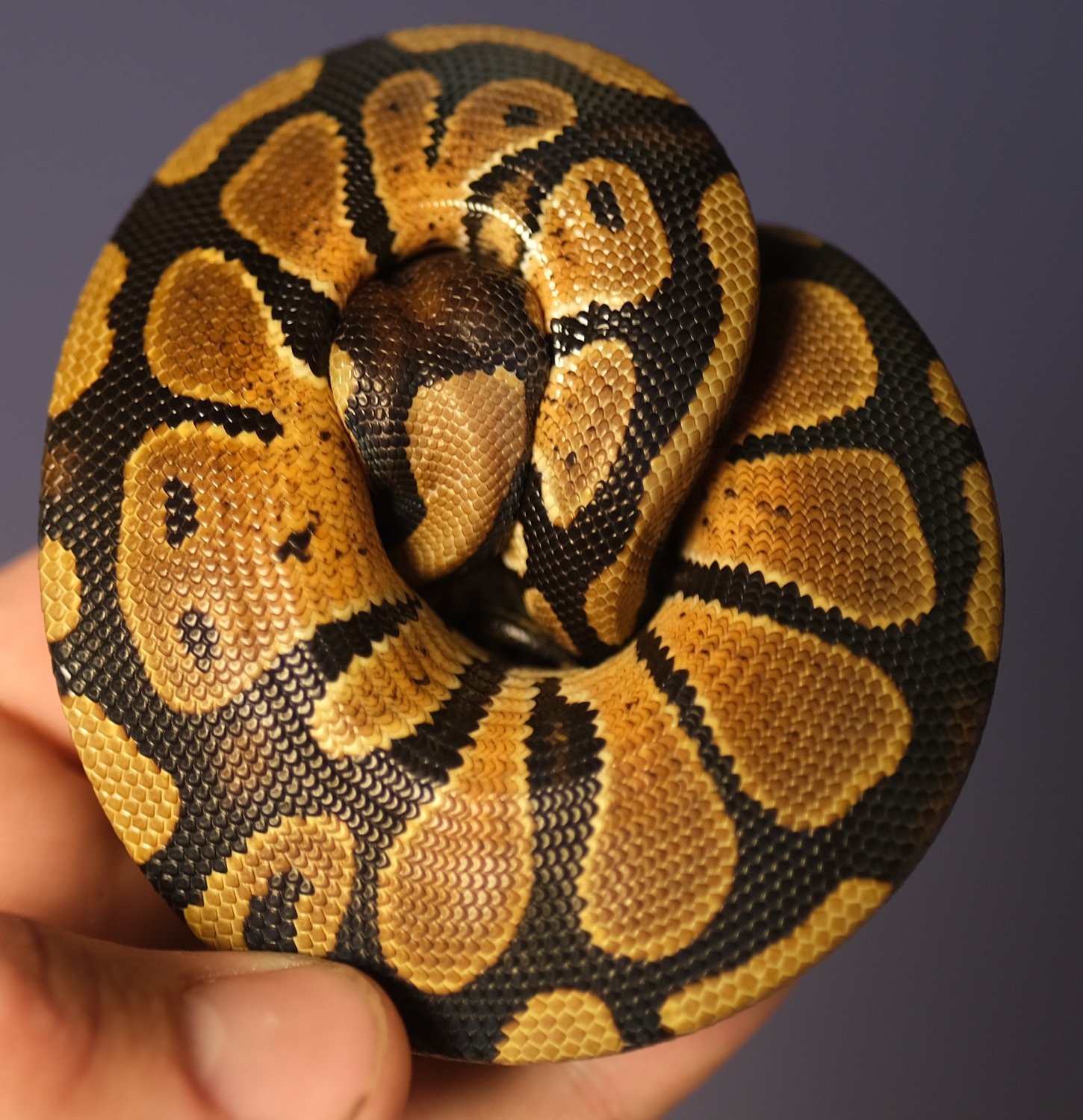 FREE SHIPPING DH Clown Piebald Male Ball Python by KSO Reptiles ...