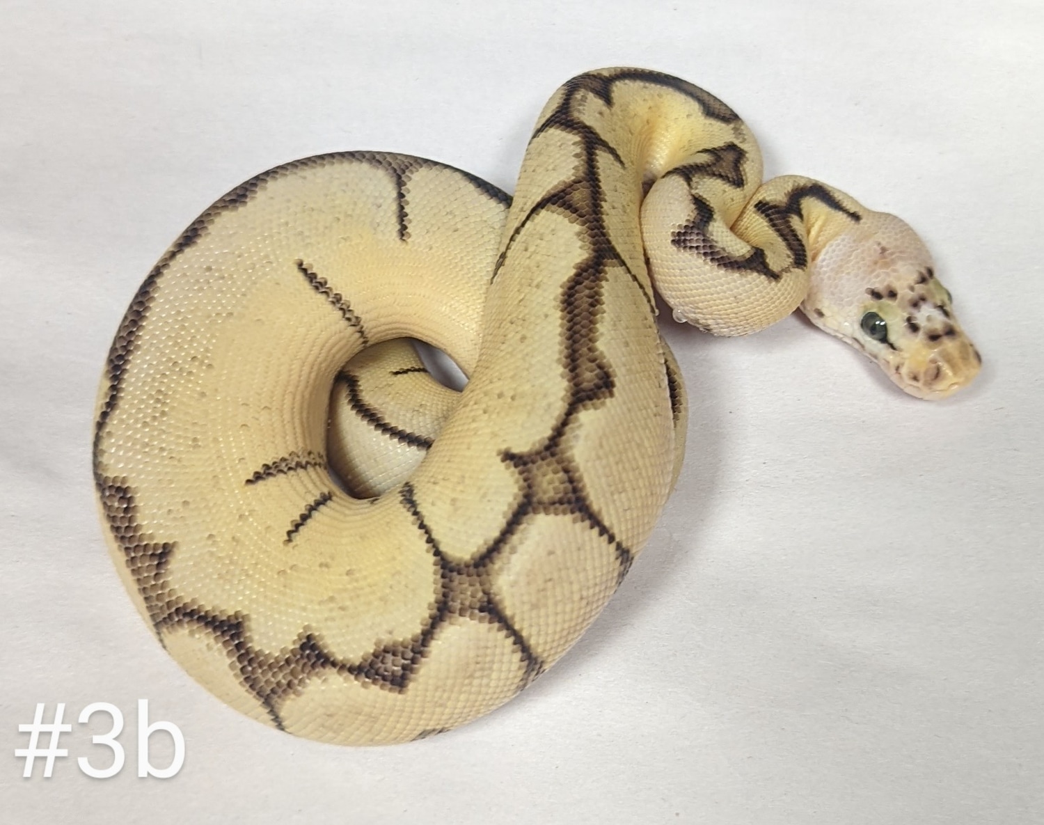 Bumblebee Blade Clown Ball Python by KSO Reptiles - MorphMarket
