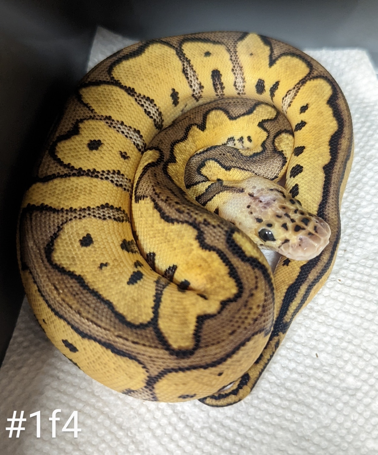 Pastel Blade Clown (Free Shipping) Ball Python by KSO Reptiles ...