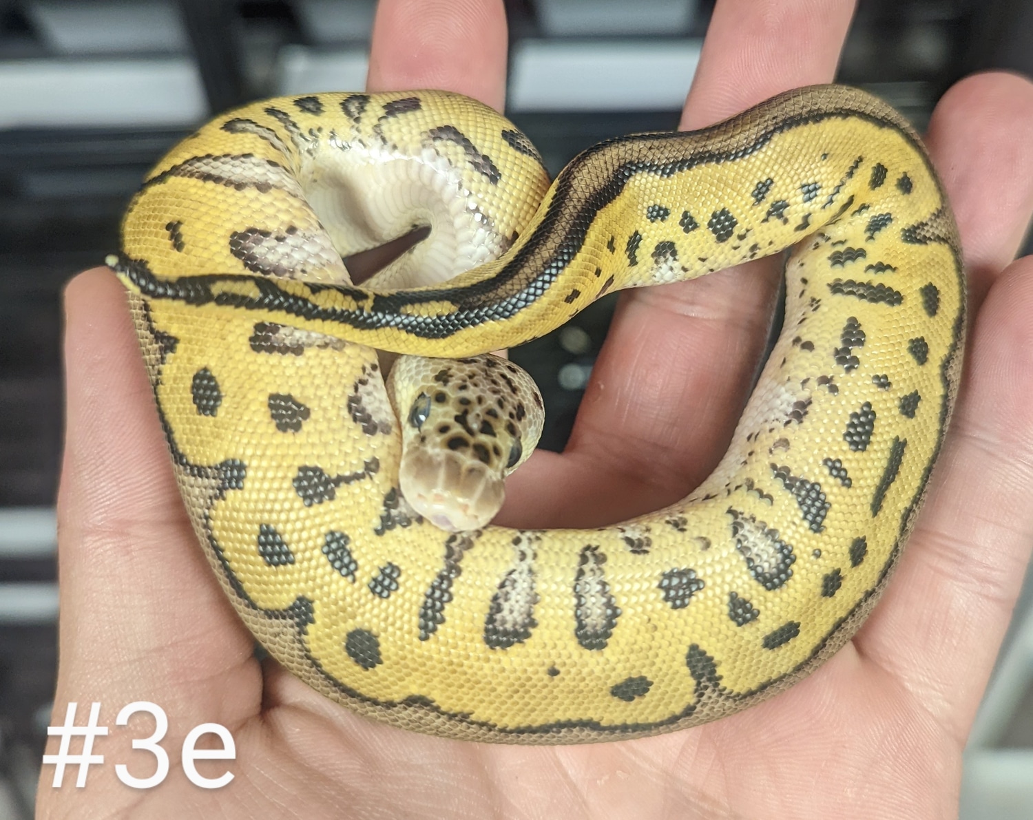 Pastel Clown Pos. Blade Ball Python by KSO Reptiles - MorphMarket