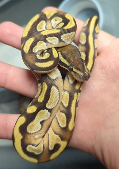 Phantom Enchi Ball Python by KSO Reptiles