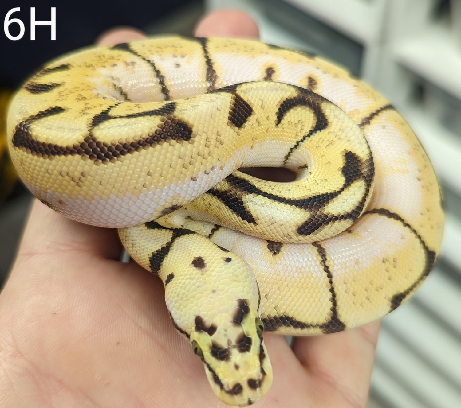 Bumblebee Enchi Orange Dream Het Clown Ball Python by KSO Reptiles ...