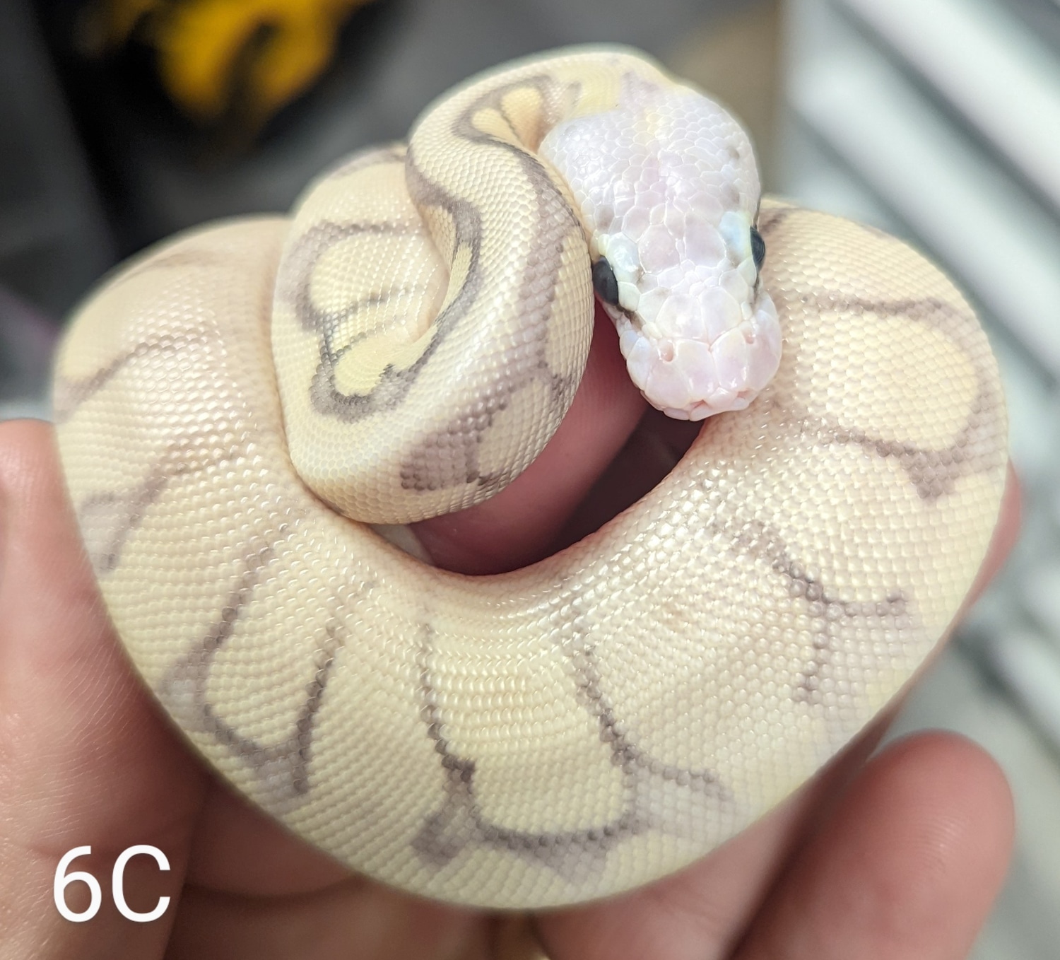 Killer Bee Enchi Fire Orange Dream Het (Free Shipping) Ball Python by ...