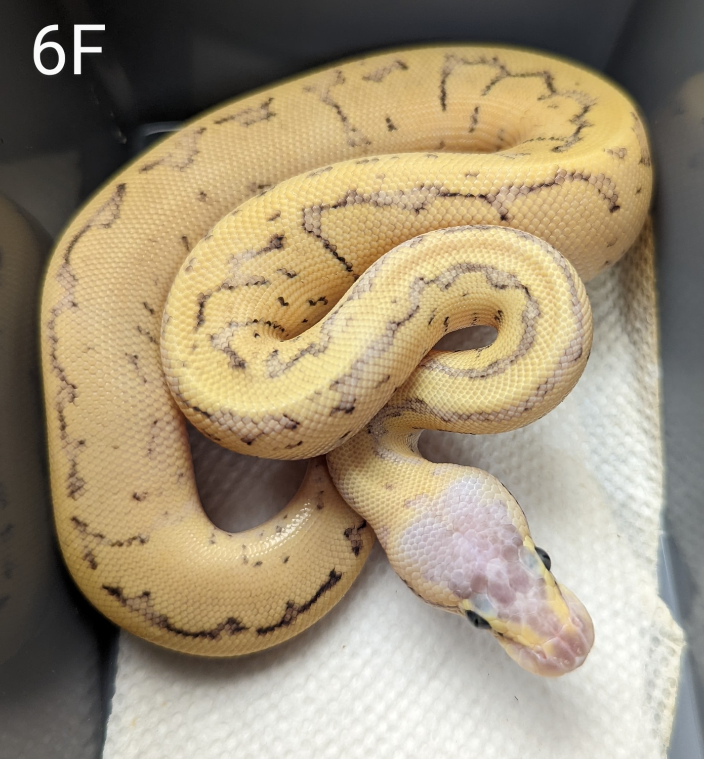 Super Pastel Pinstripe Fire Het Clown Ball Python by KSO Reptiles ...
