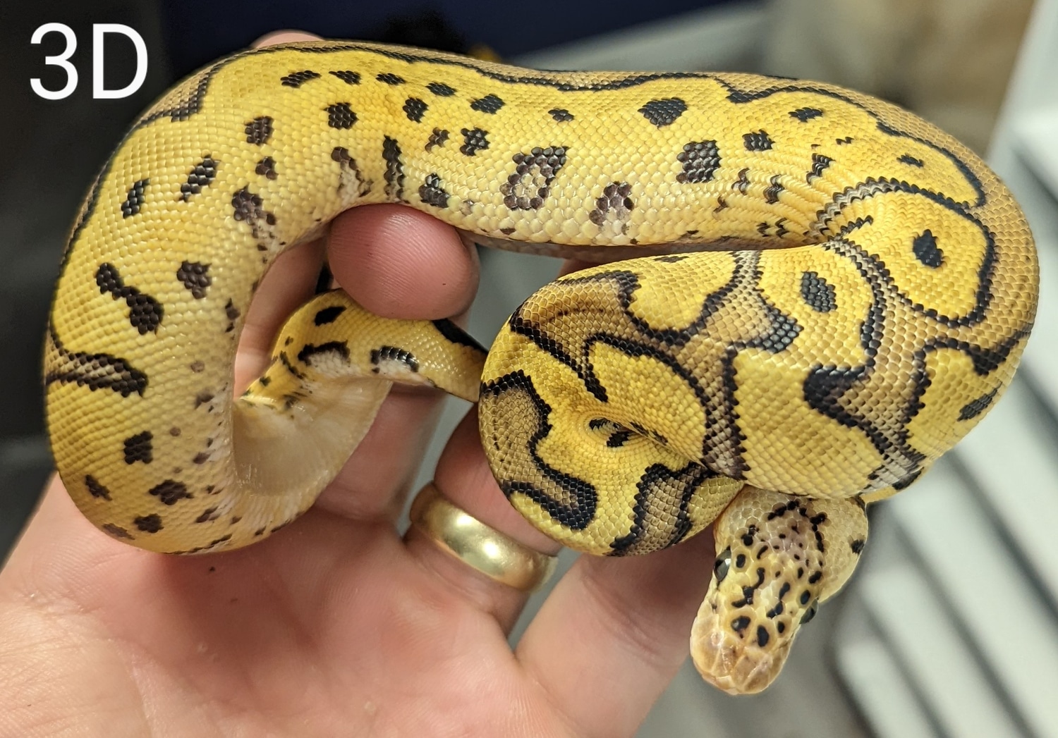 Pastel Clown Pos. Blade Ball Python by KSO Reptiles - MorphMarket