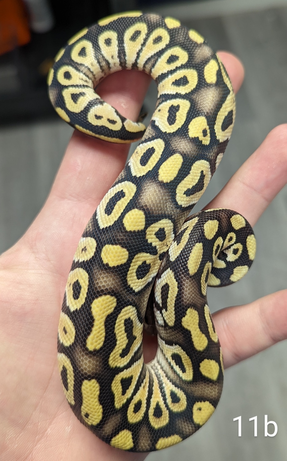 Pastave Het Clown Het Ghost Ball Python by KSO Reptiles - MorphMarket