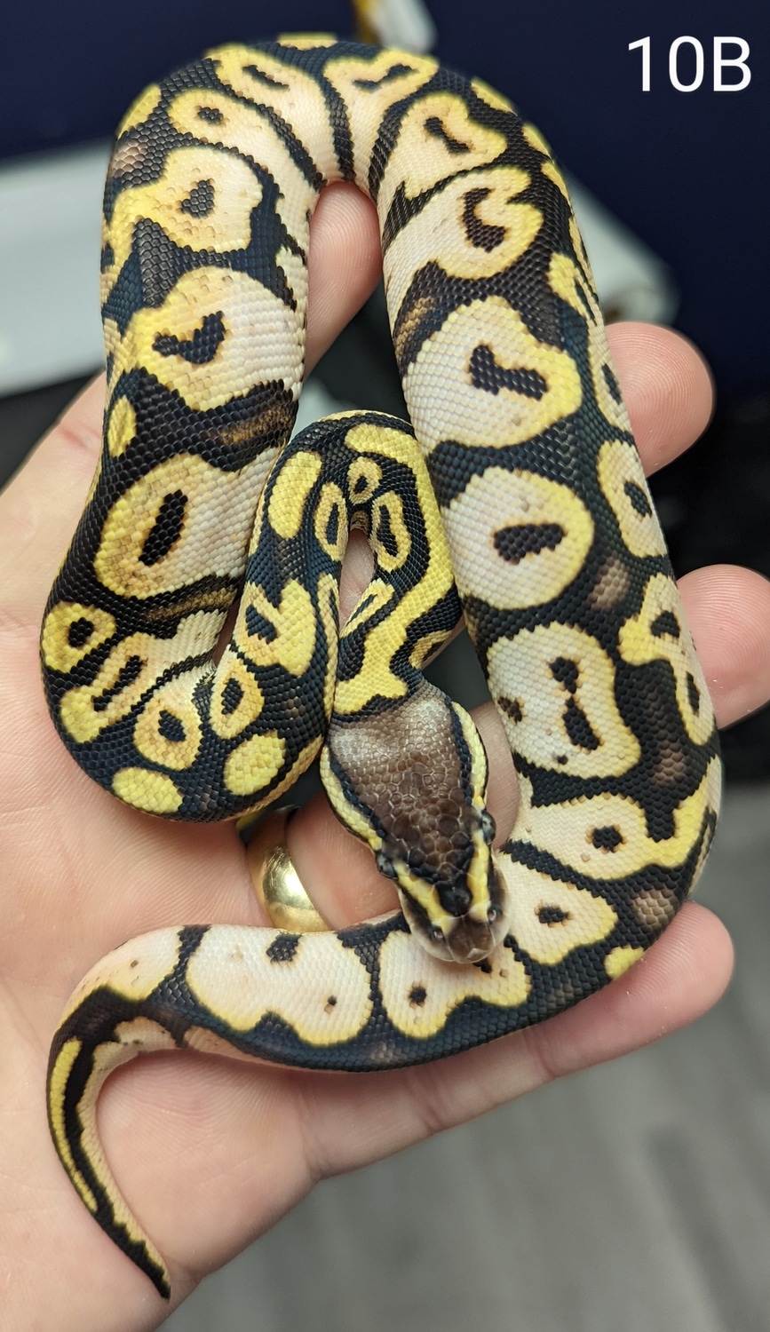 Phantom Sugar Pastel Ball Python by KSO Reptiles - MorphMarket