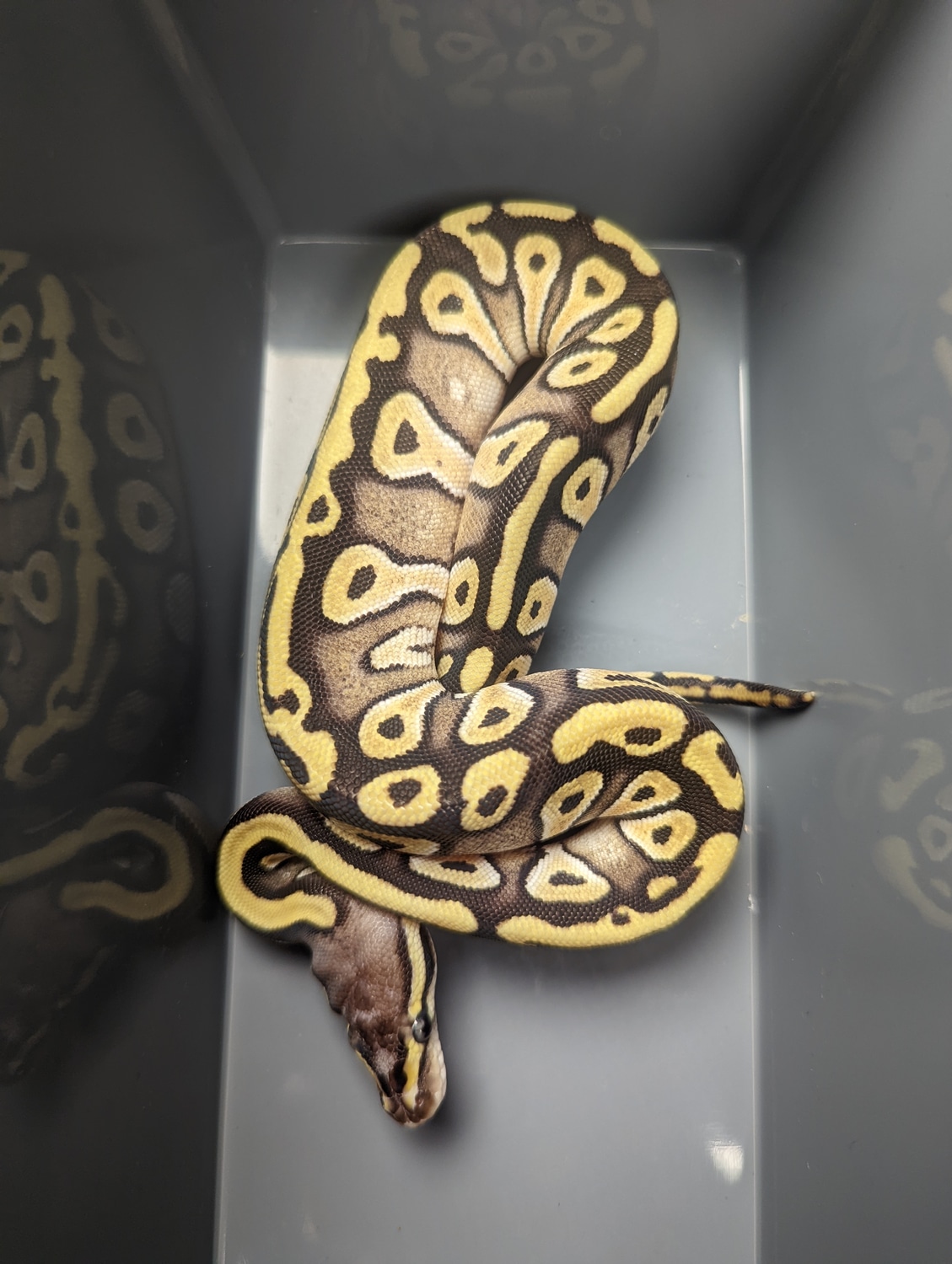 Phantom Pastel Scaleless Head (Free Shipping) Ball Python by KSO ...