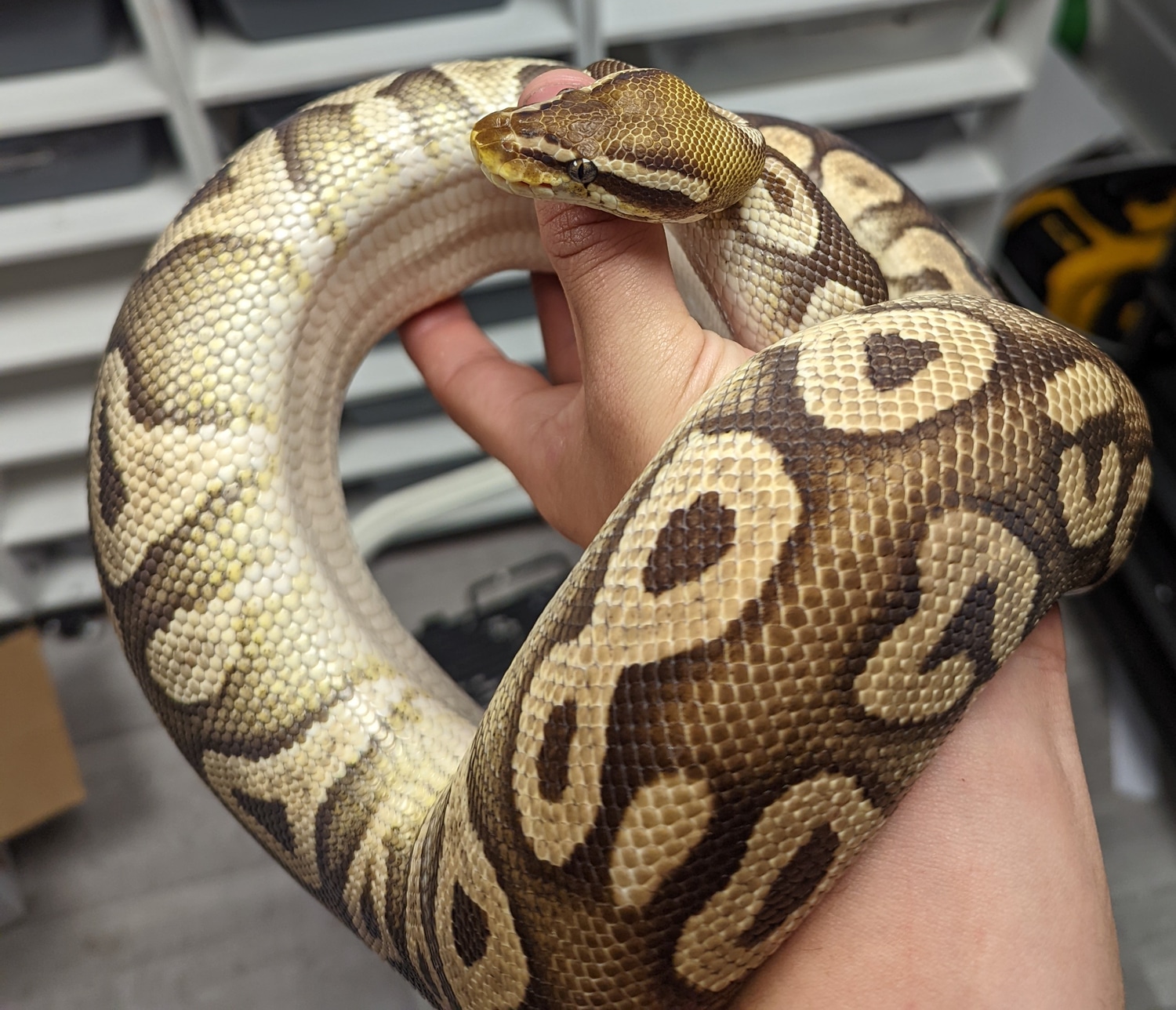 Pastave Ball Python by KSO Reptiles - MorphMarket